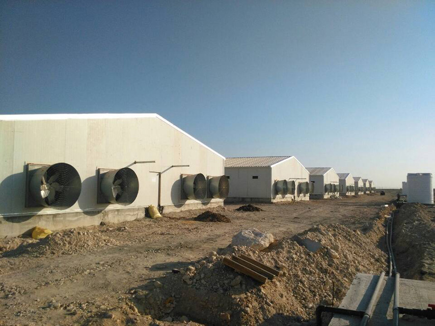 Qatar Project - Steel Structure Chicken House